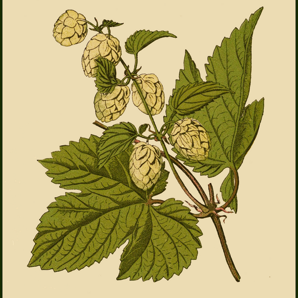 Hops Botanical Illustration